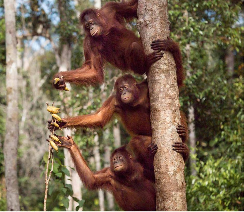 PHI Dukung Rehabilitasi Orangutan di Kalimantan Timur | Hello Borneo